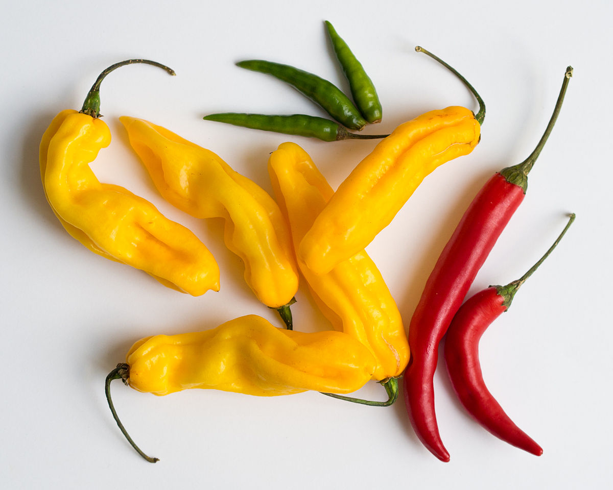 Where does the word chilli come from?