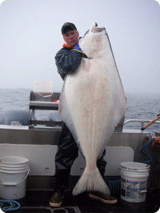 Where in the US can you catch halibut?