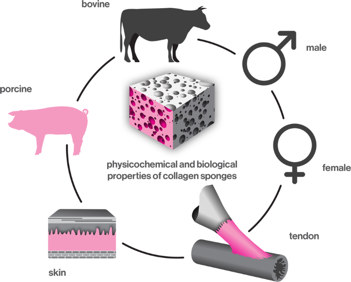 Where is collagen found in animals?