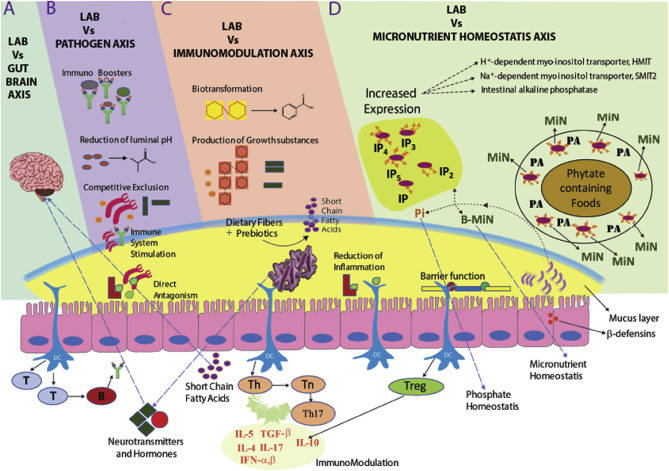 Where is phytase produced?