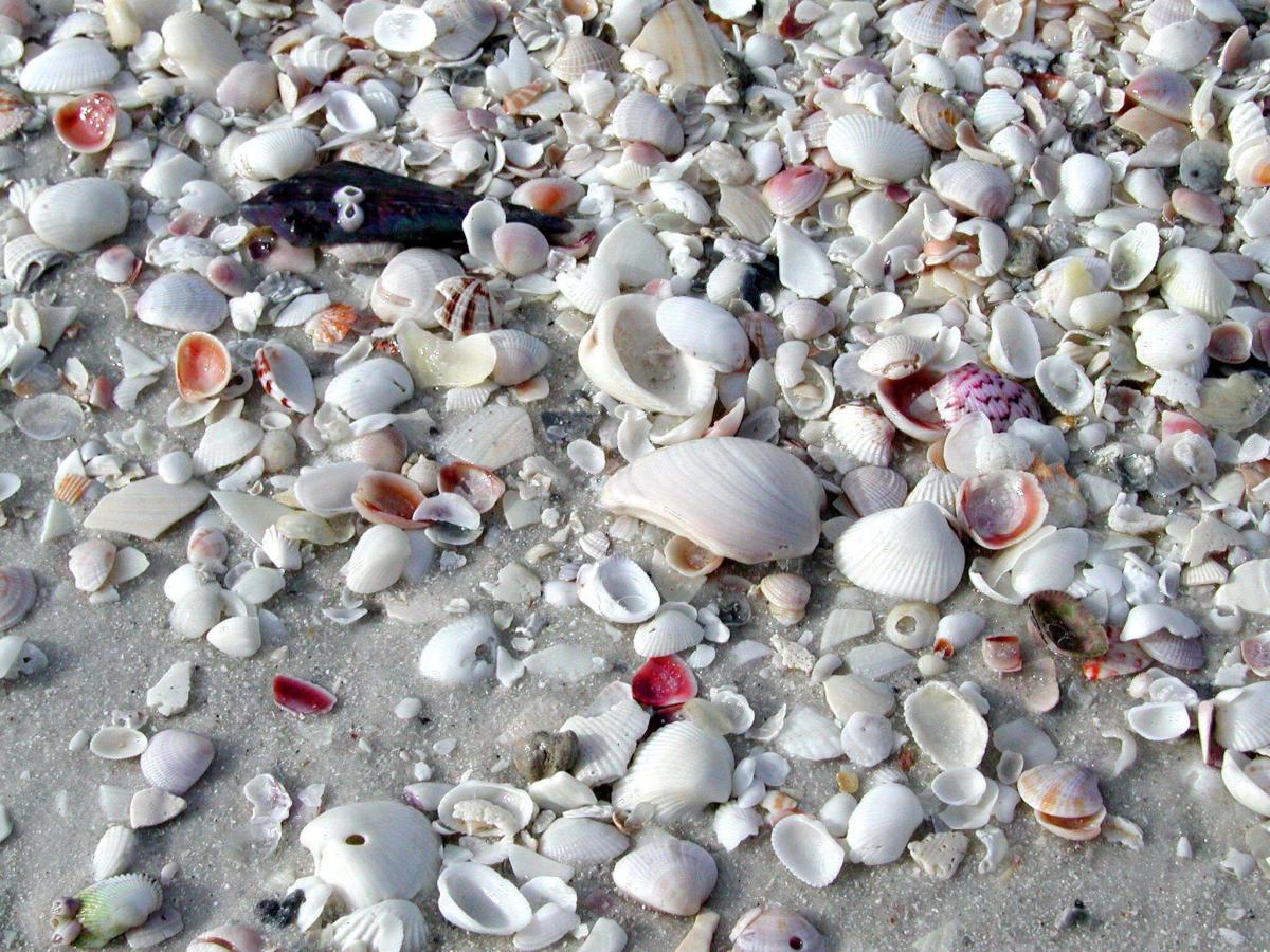 Where is the best place to find seashells in the US?