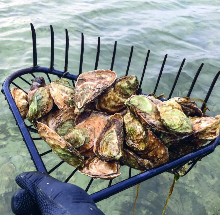 Where is the best place to harvest oysters?