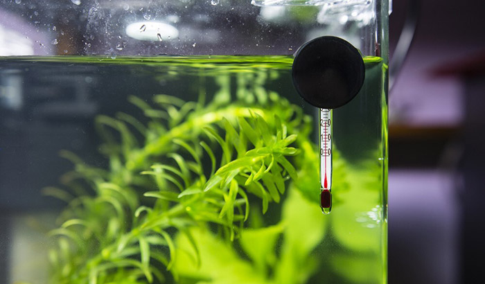 Where is the best place to put a thermometer in a fish tank?