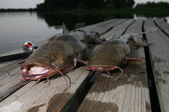 Where is the best spot to catch catfish?