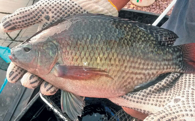 Where is the best tilapia from?
