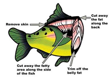 Where is the fat on fish?