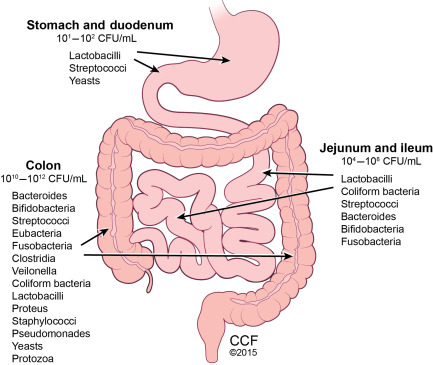 Where is the gut microbiome located?