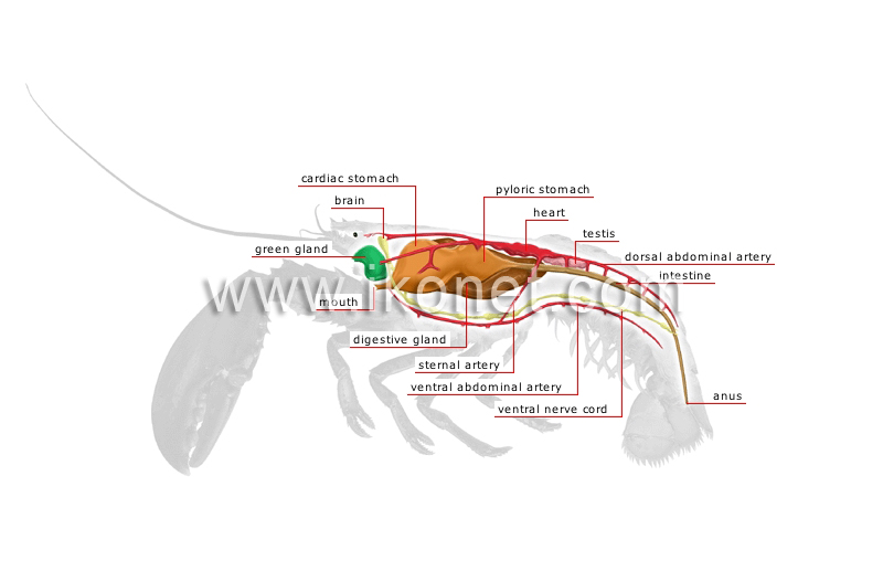 Where is the intestine in a lobster?