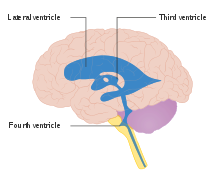 Where is the spirit located in the brain?