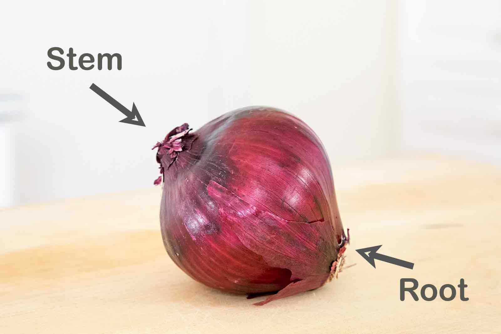 Where is the stem of the onion?