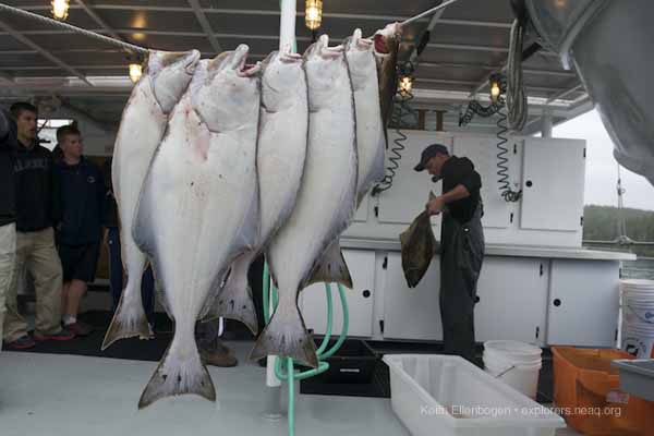 Where is Wild Alaskan halibut caught?