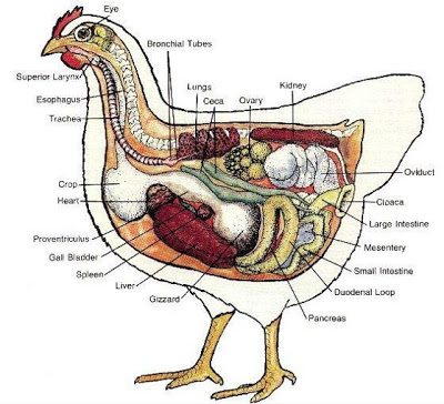 Where should I put my chicken poop?