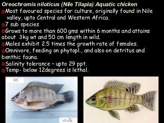 Where tilapia is originally found?