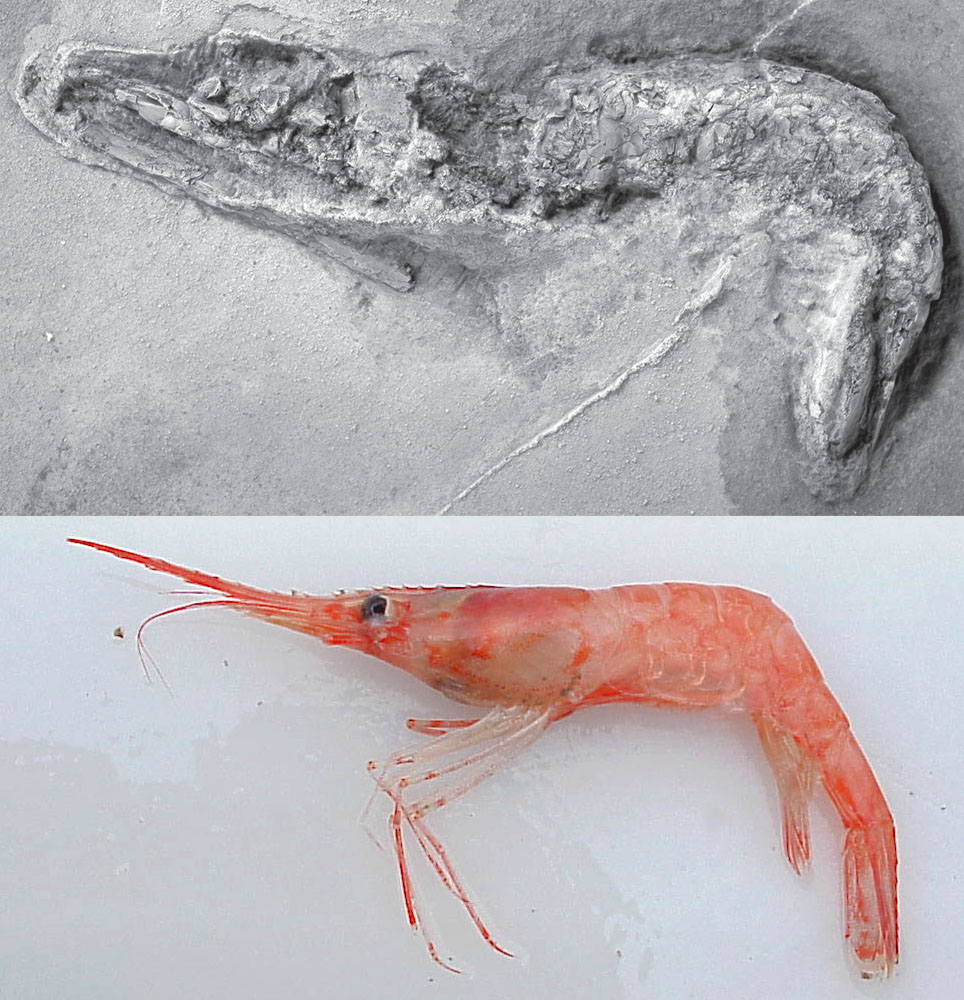 Where was the first shrimp found?