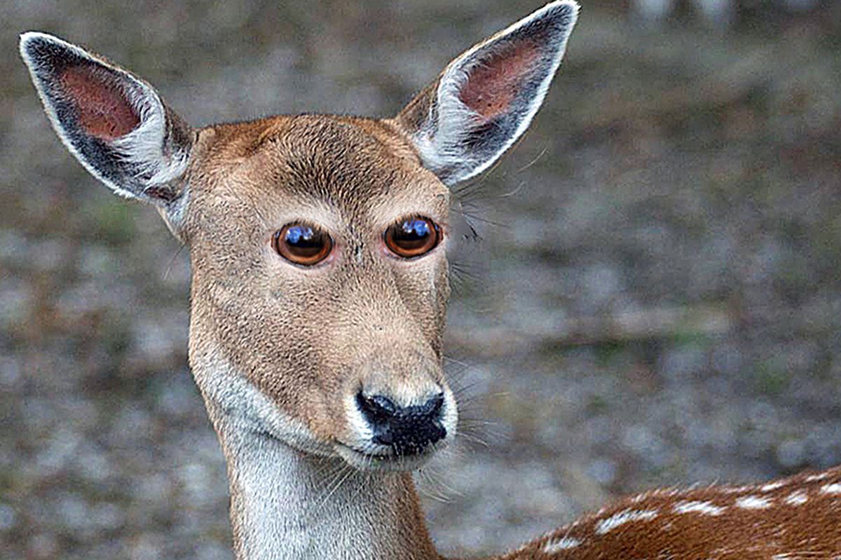 Which animal has eyes in front of its head?