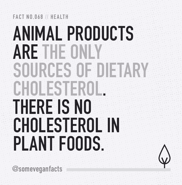 Which animal products have no cholesterol?