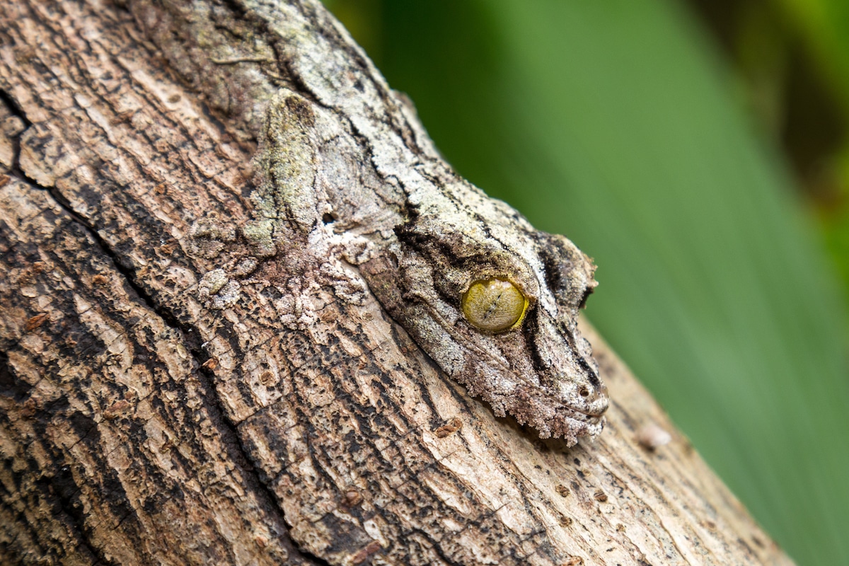 Which animal shows camouflage?