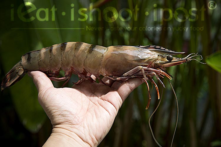 Which are better king or tiger prawns?