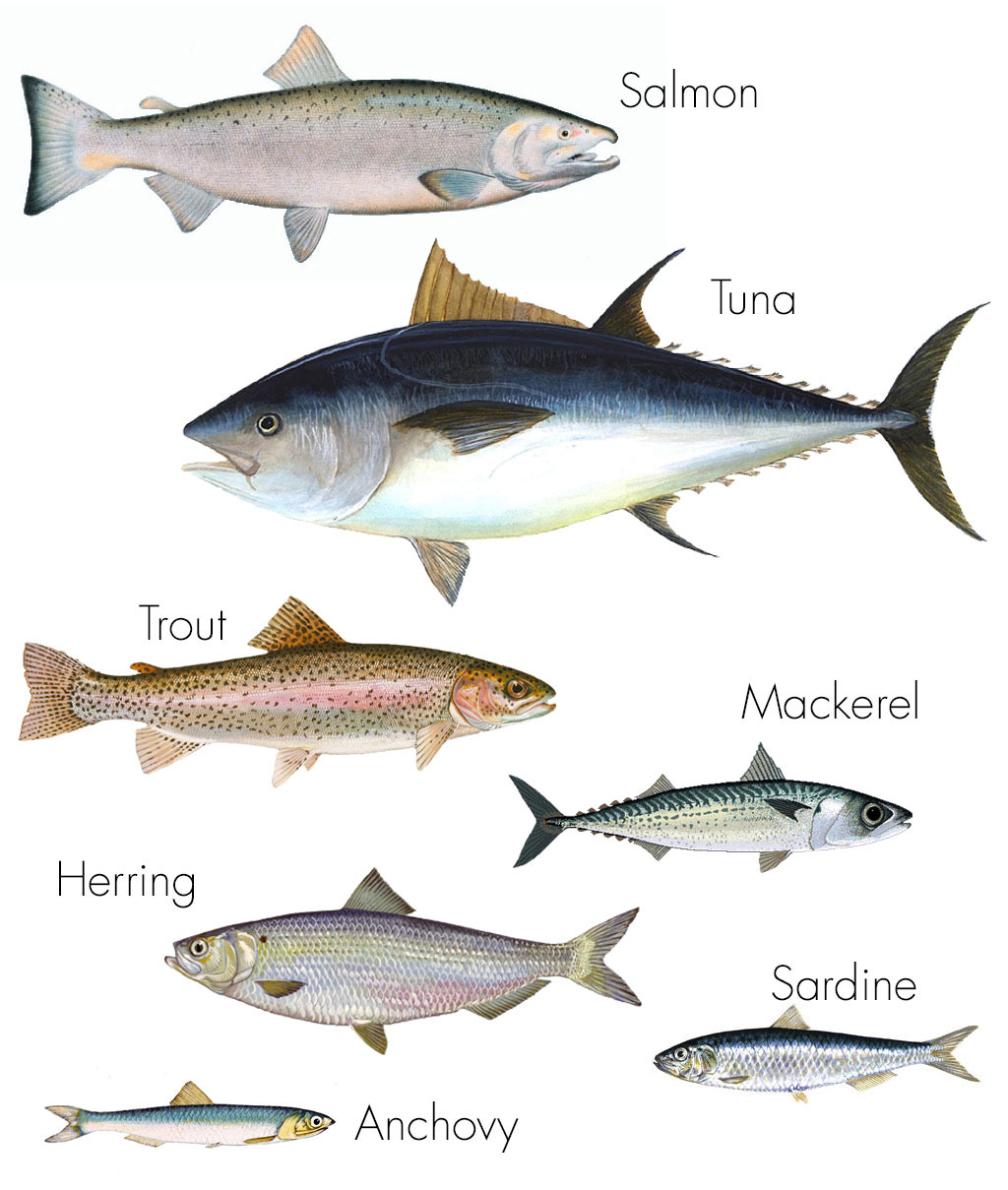 Which are oily fish?