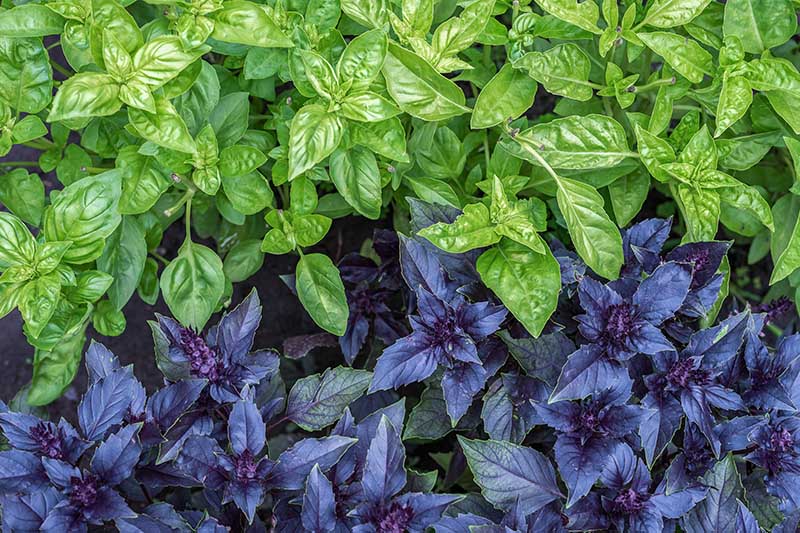 Which basil is most fragrant?