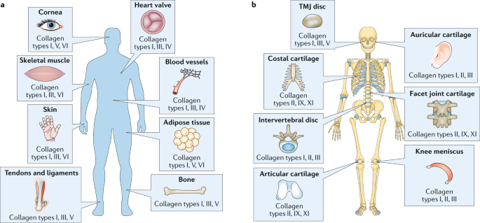 Which bones has the most collagen?