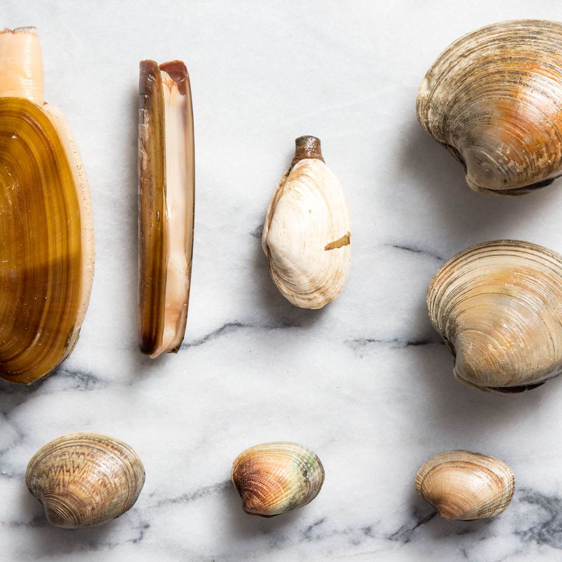 Which clams are the sweetest?
