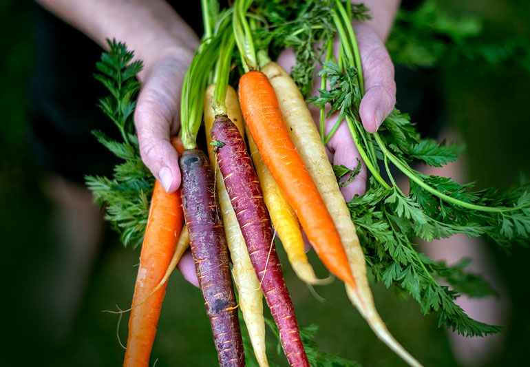 Which color carrots are the healthiest?