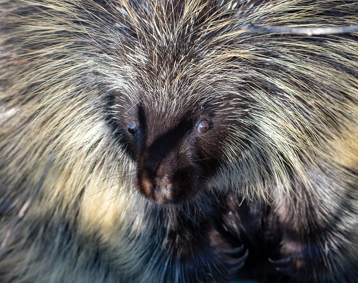 Which country eats porcupine?