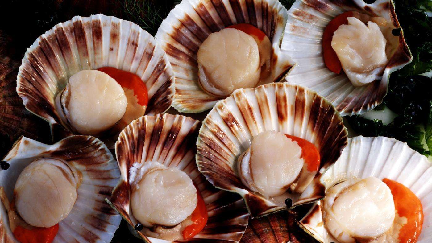 Which country has the best scallop?