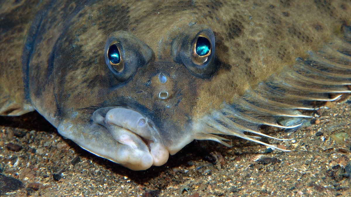 Which direction do flounders face?