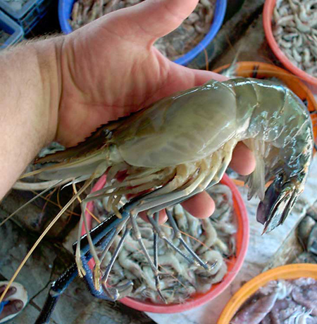 Which feed is best for prawns?