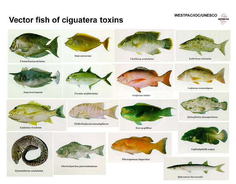 Which fish can give you ciguatera?