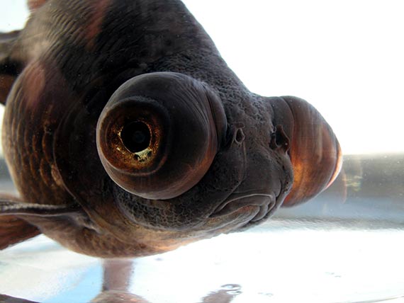 Which fish can recognize their owners?