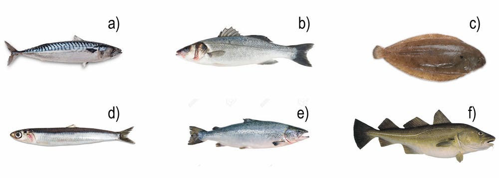 Which fish eat ethical UK?