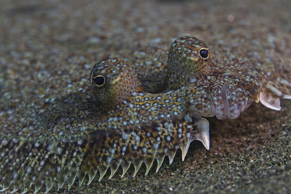 Which fish have eyes at both ends to see all around?