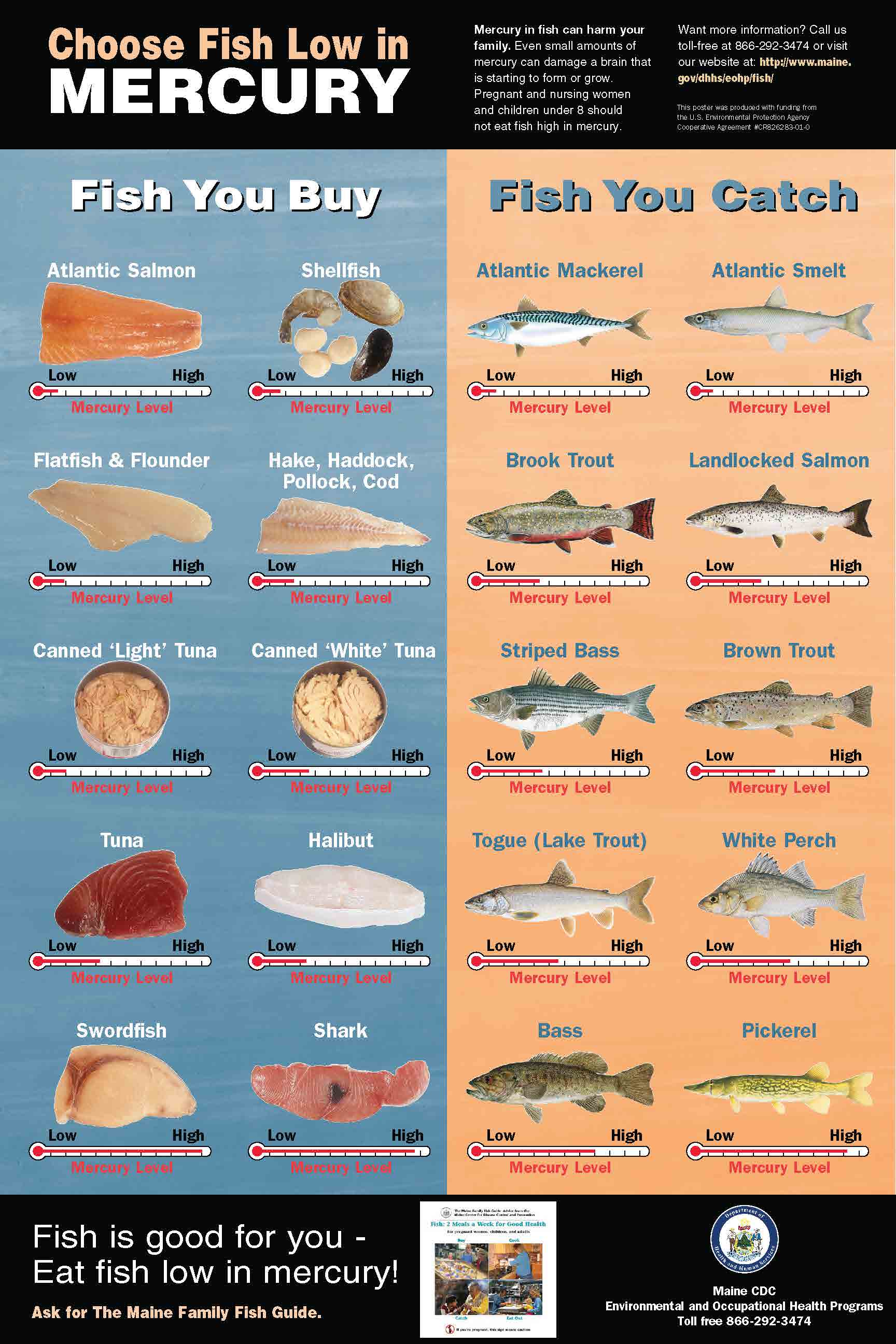 Which fish have the lowest mercury levels?