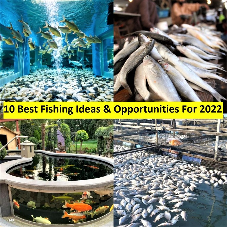 Which fish is best for business?