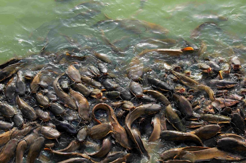 Which fish is best for farming in Nigeria?