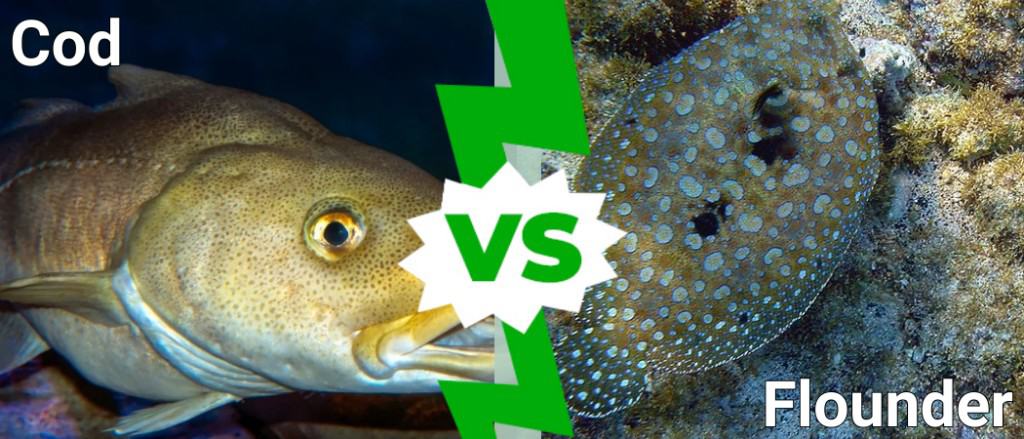 Which fish is better cod or flounder?