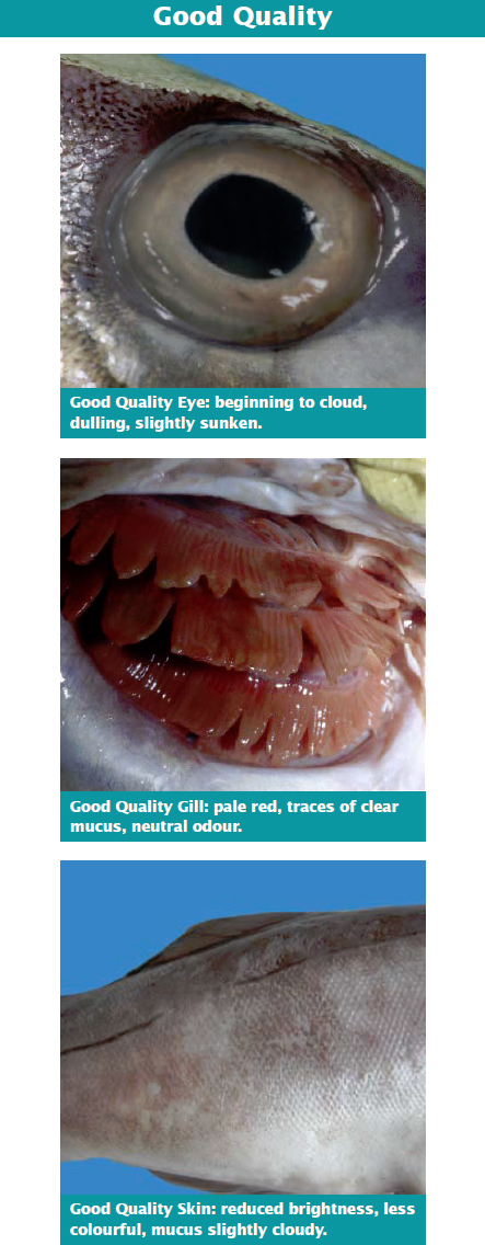 Which fish is better whiting or cod?