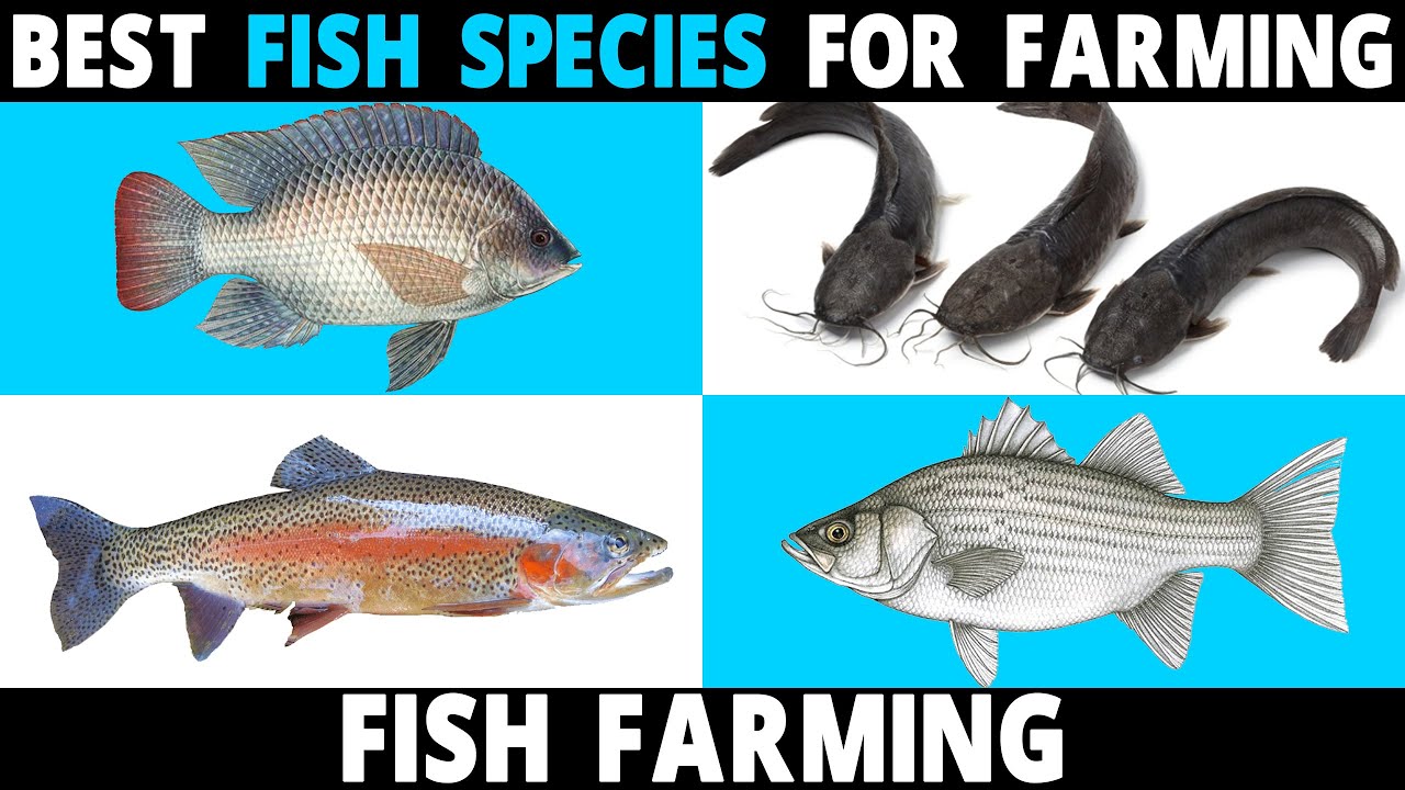 Which fish is easiest to farm?