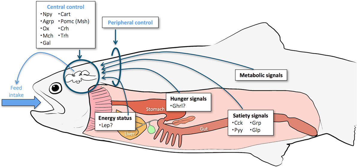 Which fish is good for digestion?