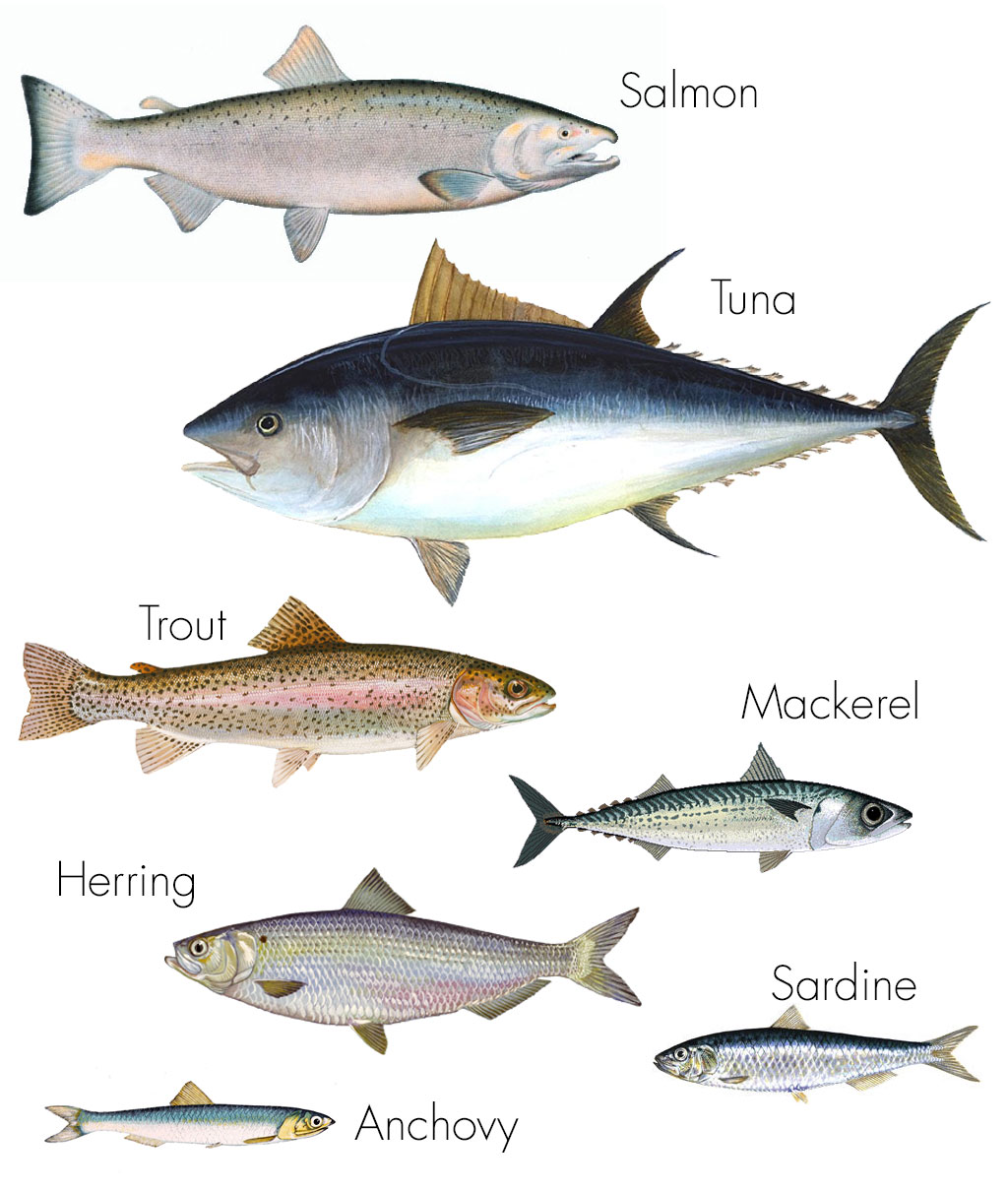 Which fish is good for oily skin?