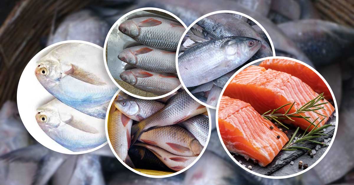 Which fish is highest in protein?
