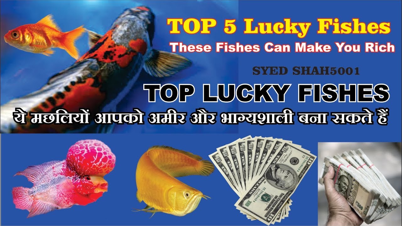 Which fish is lucky for business?