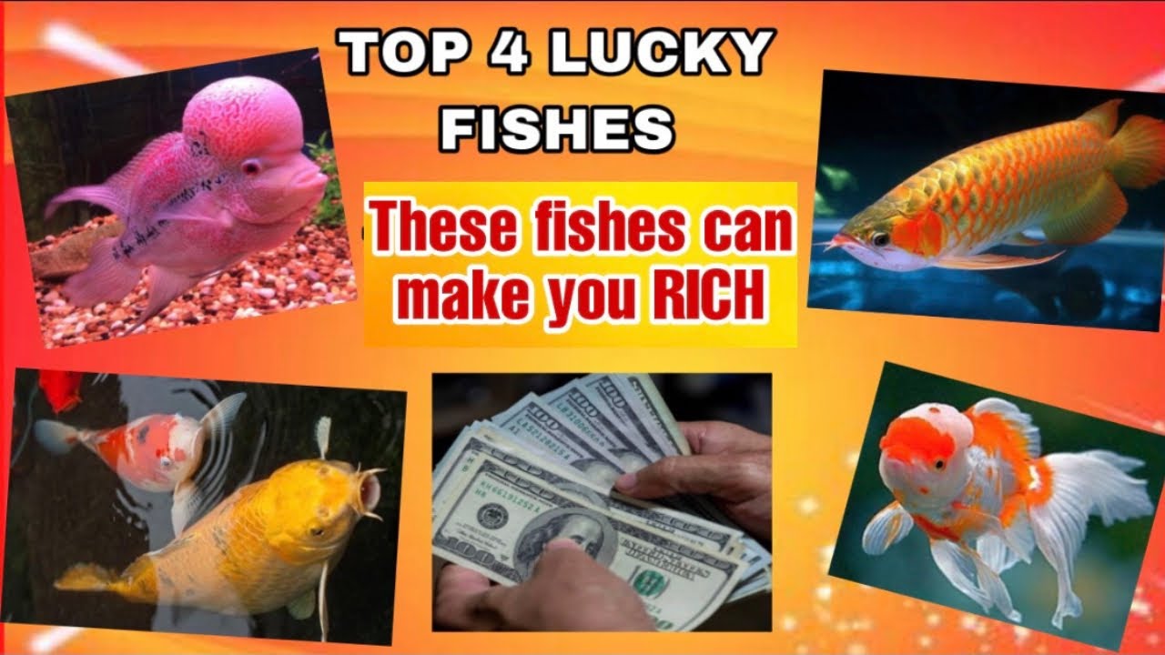 Which fish is lucky for home?