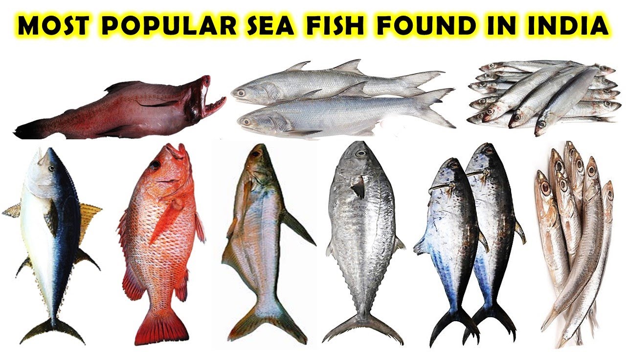 Which fish is most popular India?