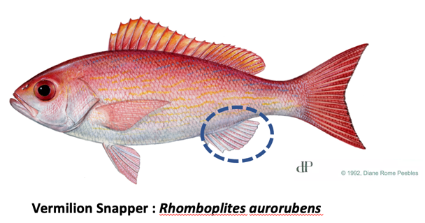 Which fish is similar to snapper?