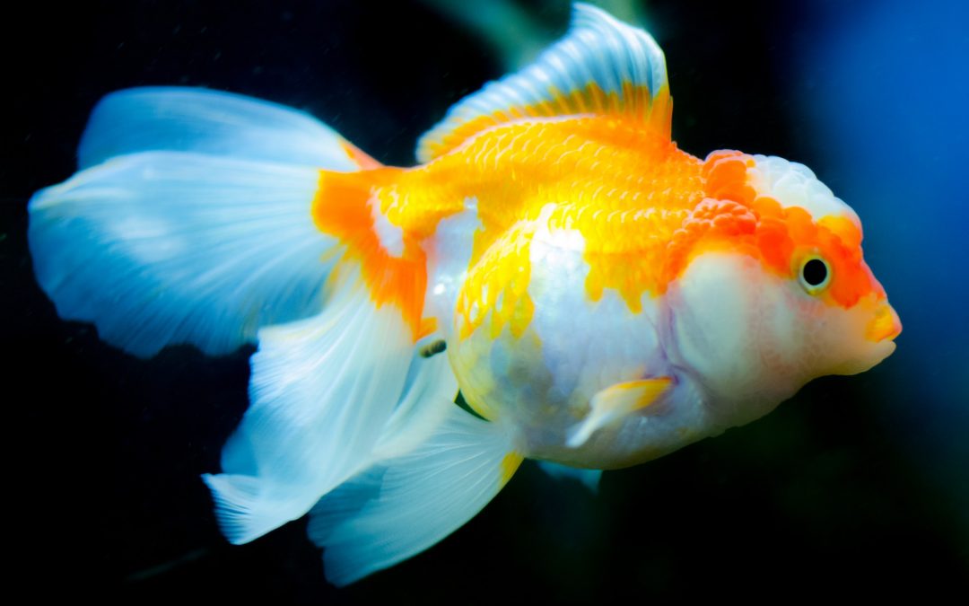 Which fish is the easiest to take care of as a pet?