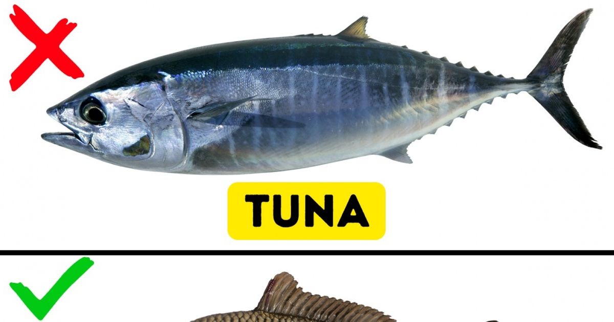 Which fish is the least dangerous to eat?